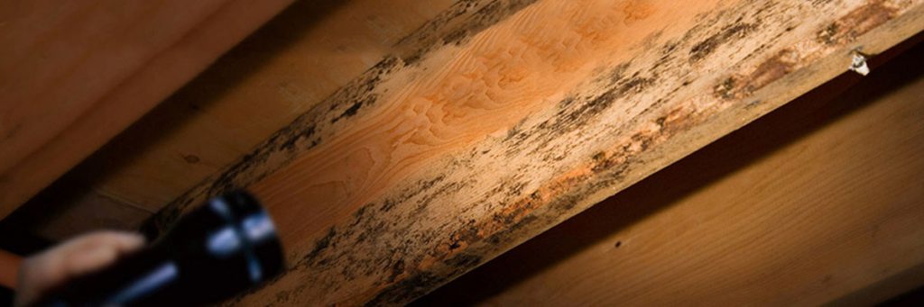 Termite & Pest Inspection Services | Home Inspection Professionals ...